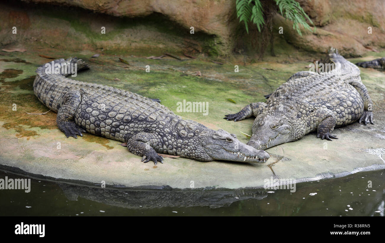 Nile crocodile, Crocodylus niloticus Stock Photo - Alamy
