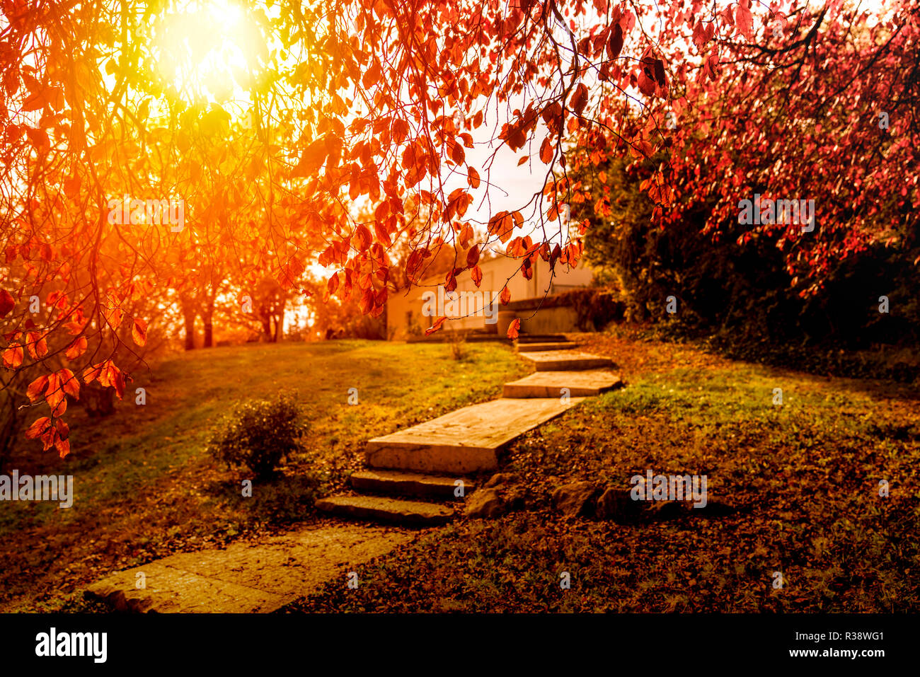 Concrete road (path, pathway, walkway) in the sunset in the garden of ...