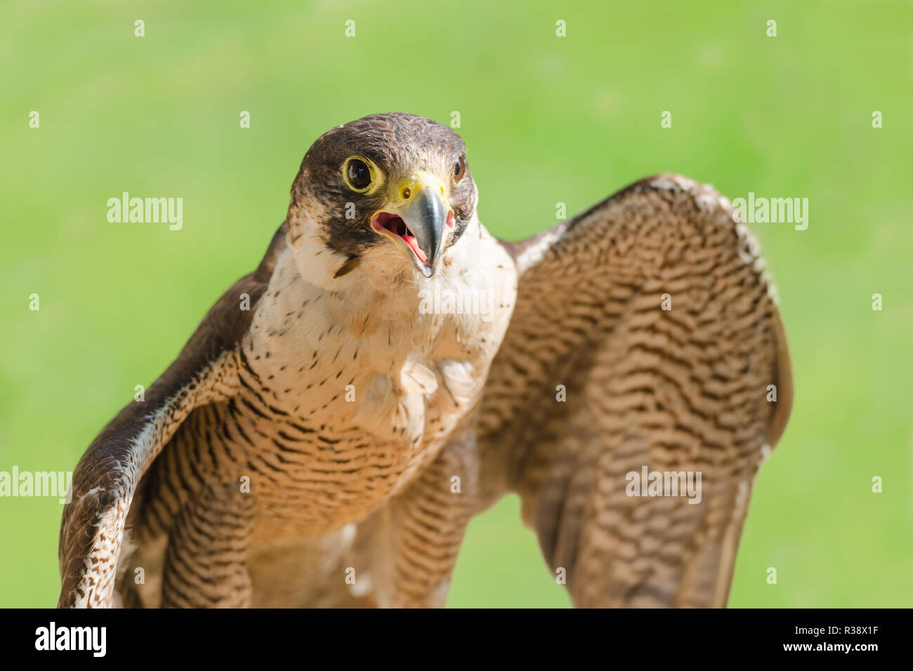 Peregrine merlin hi-res stock photography and images - Alamy