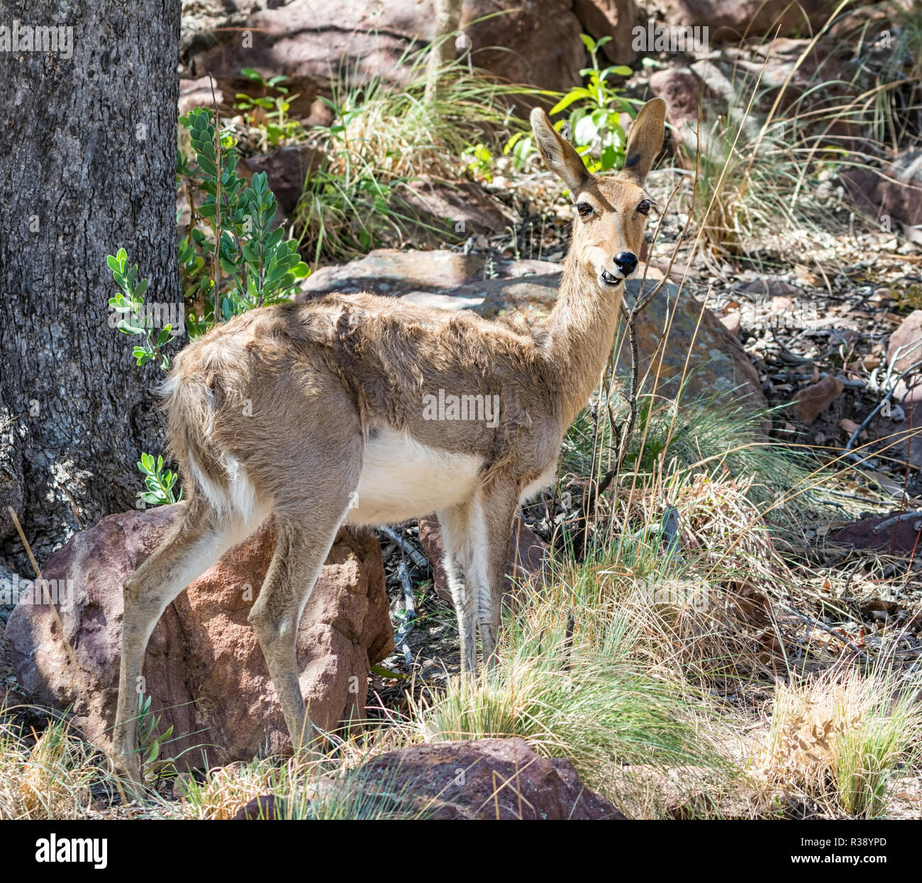 A female Mountain Reedbuck in Southern Africa Stock Photo - Alamy