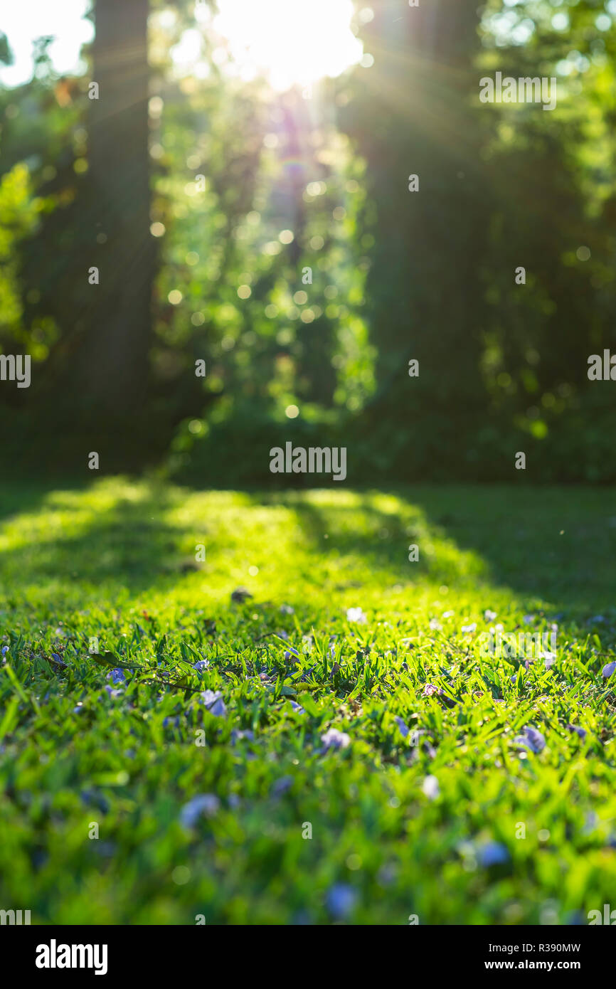 Sunshine on grass with purple flowers. Green grass Stock Photo - Alamy