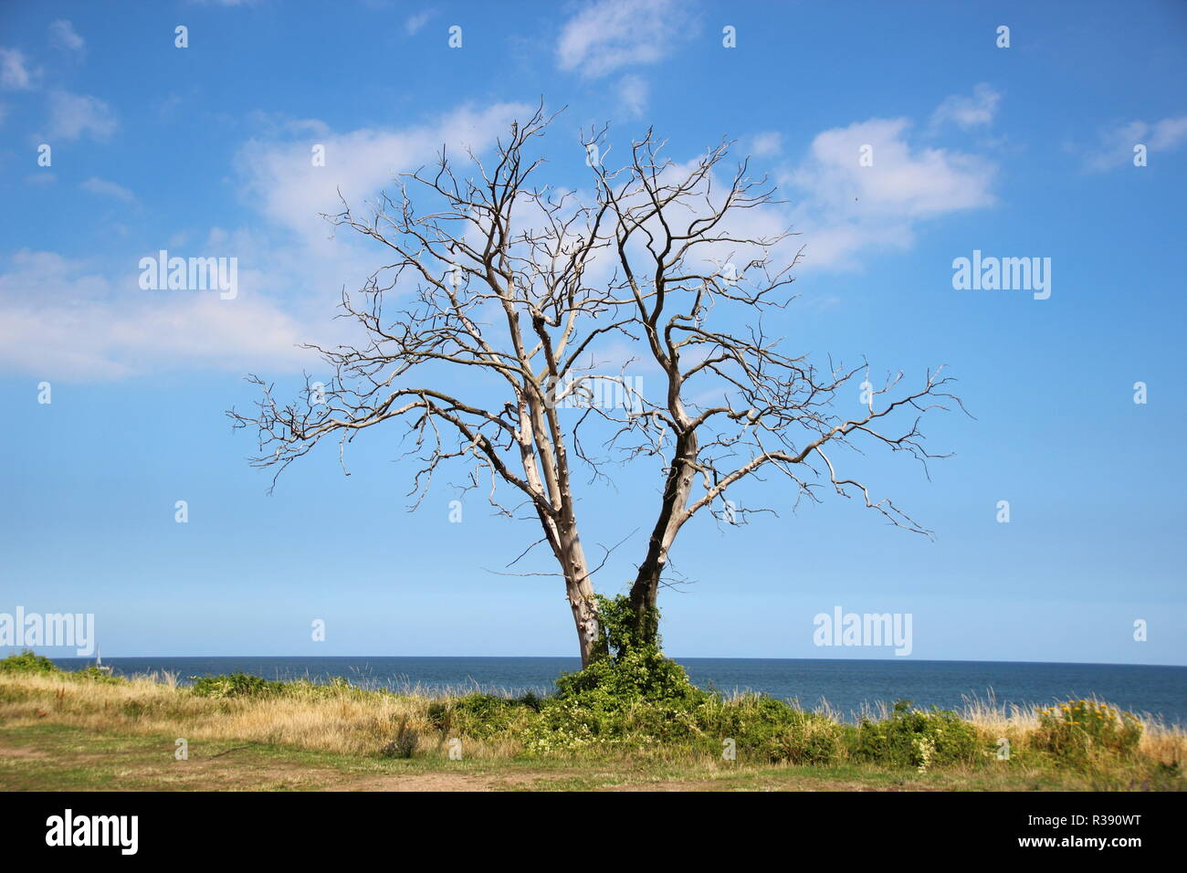 Single death tree hi-res stock photography and images - Alamy