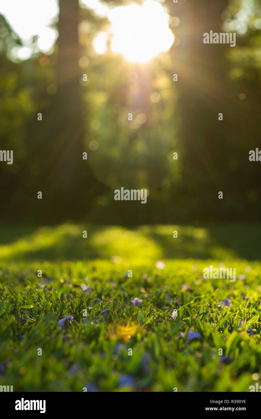 Sunshine on grass with purple flowers. Green grass Stock Photo - Alamy