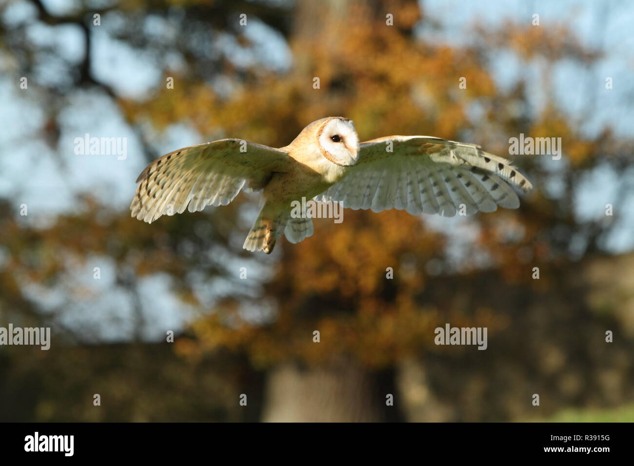 barn owl in flight Stock Photo - Alamy