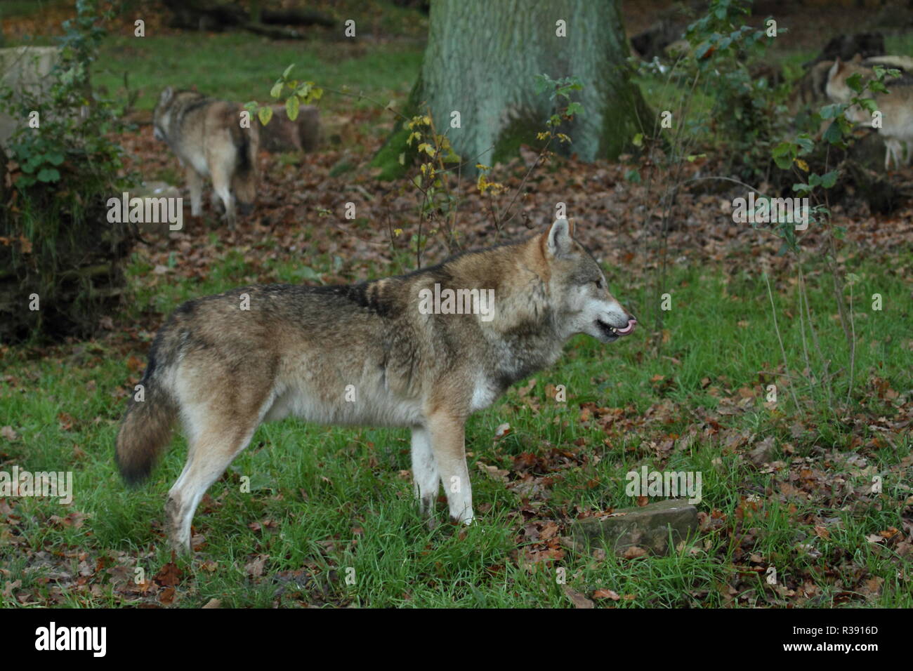 Wolf europa hi-res stock photography and images - Alamy