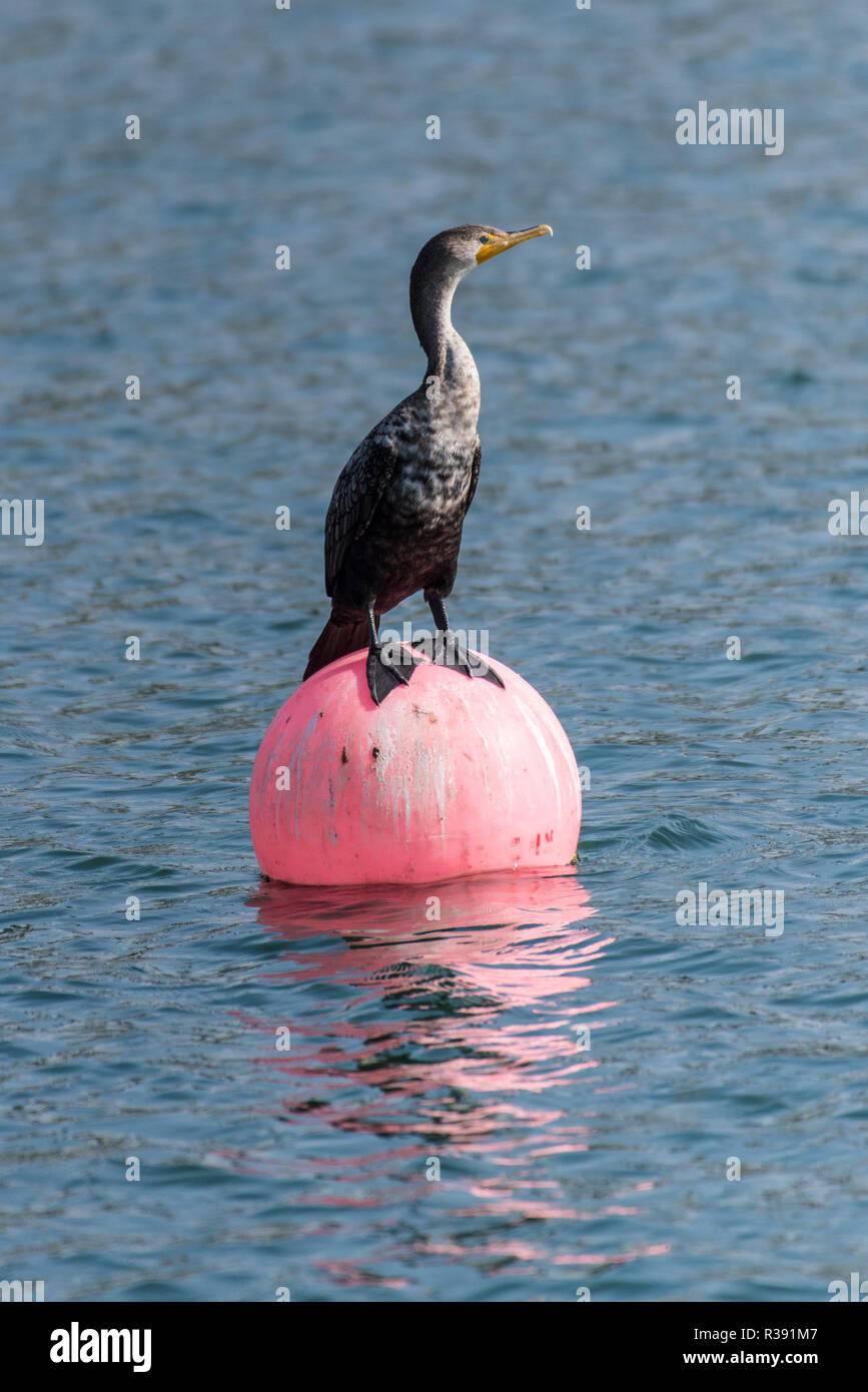 Double-Crested Cormorant balanced webbed feet perfectly on ocean cove ...
