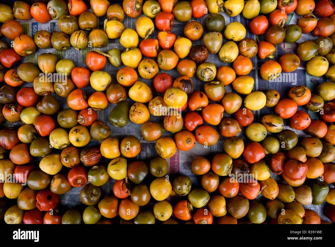 Fresh harvested raw tropical Peach Palm fruit from the Bactris Gasipaes ...