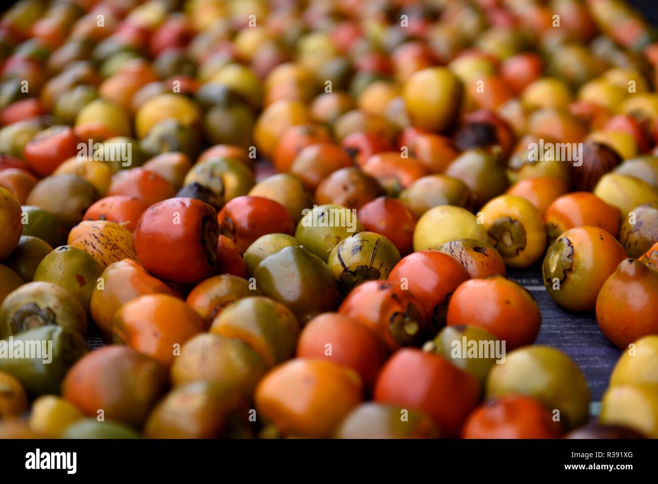 Fresh harvested tropical raw Peach Palm fruit from the Bactris Gasipaes ...