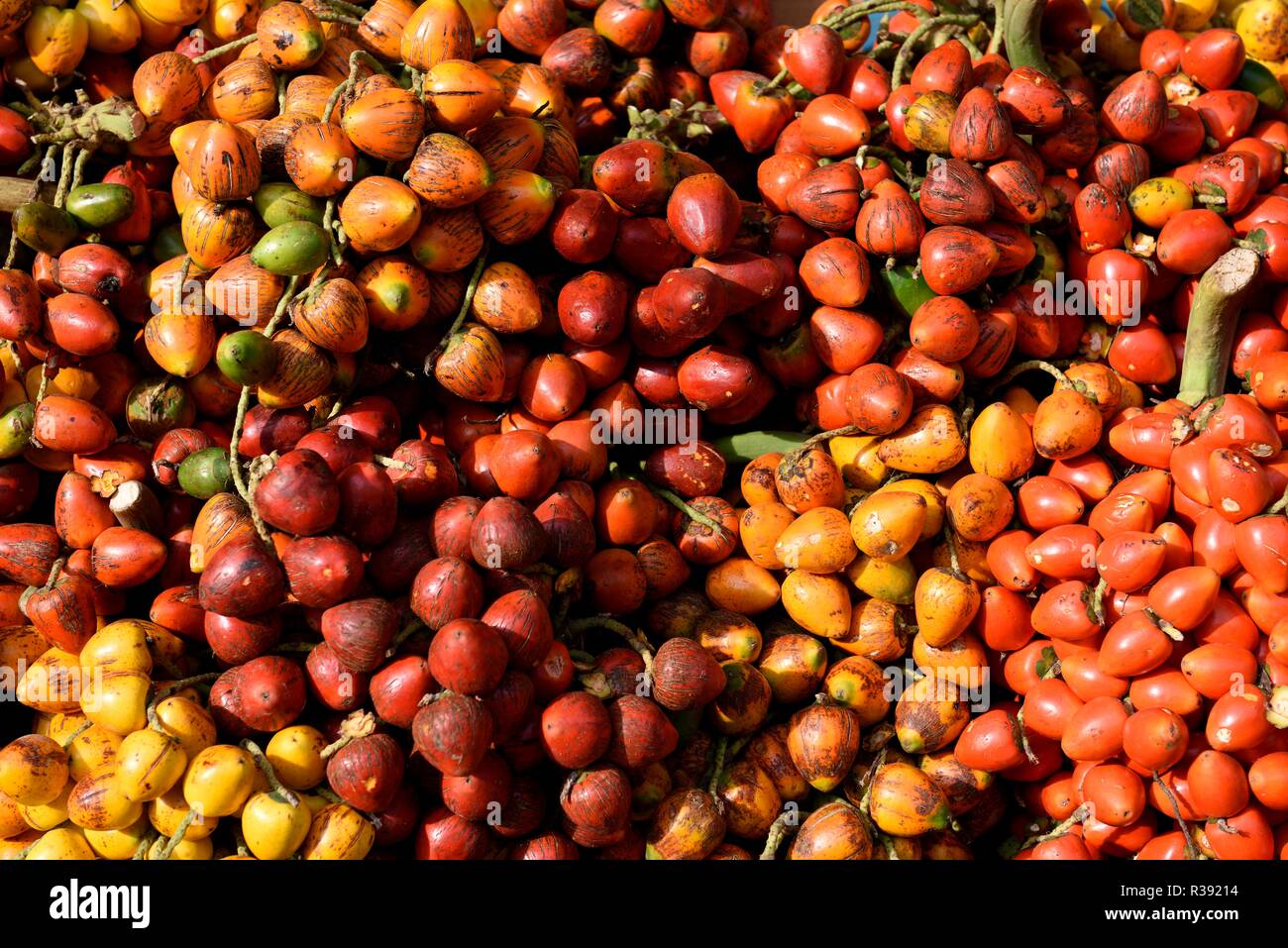 Fresh harvested tropical Colombian Peach Palm fruit, or chontaduro ...