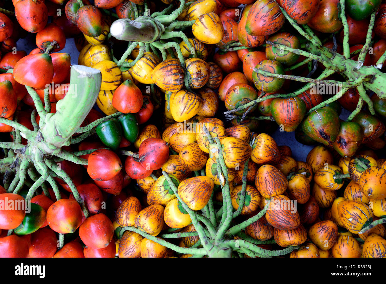 Peach palm hi-res stock photography and images - Alamy