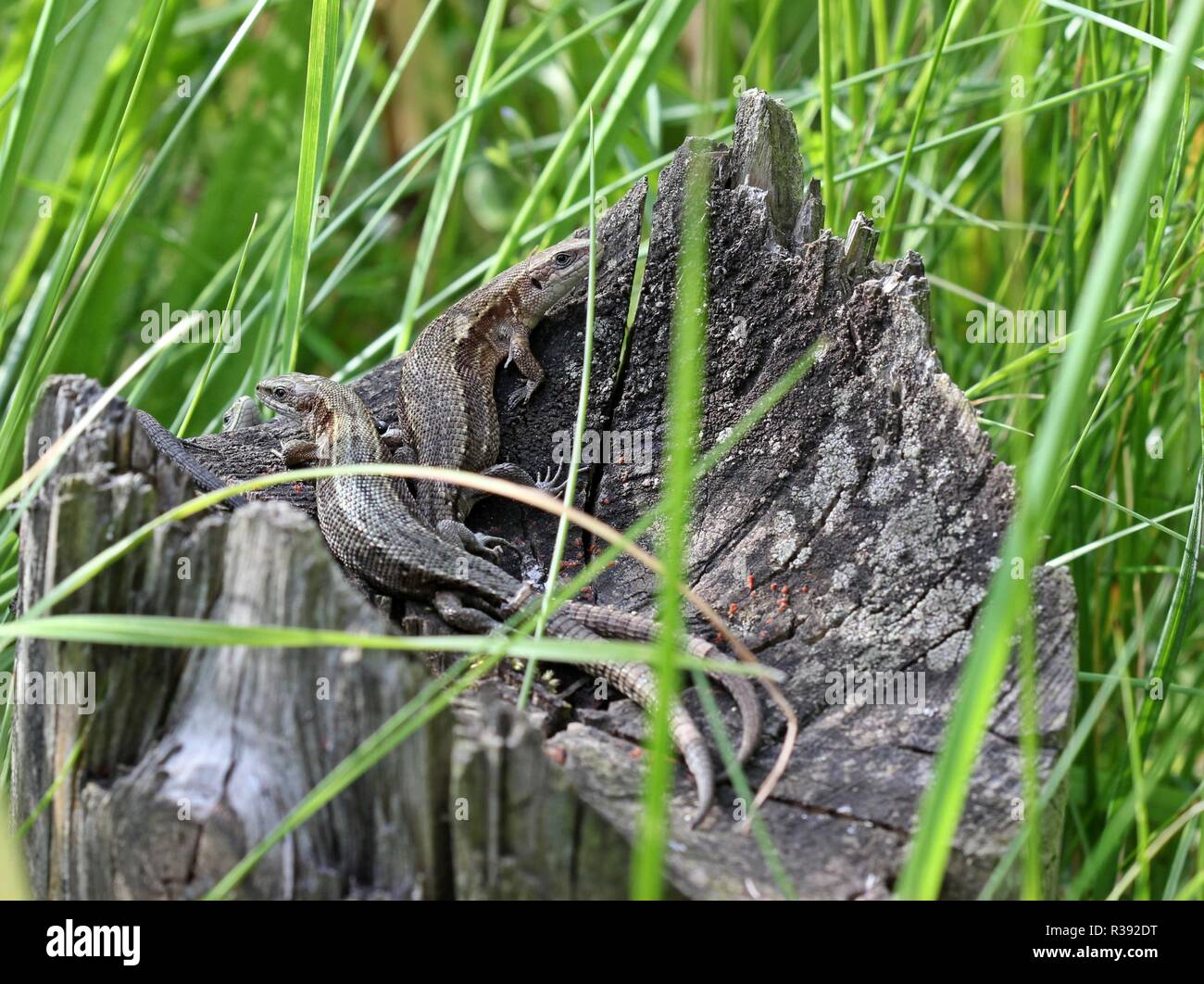 Four green lizards hi-res stock photography and images - Alamy