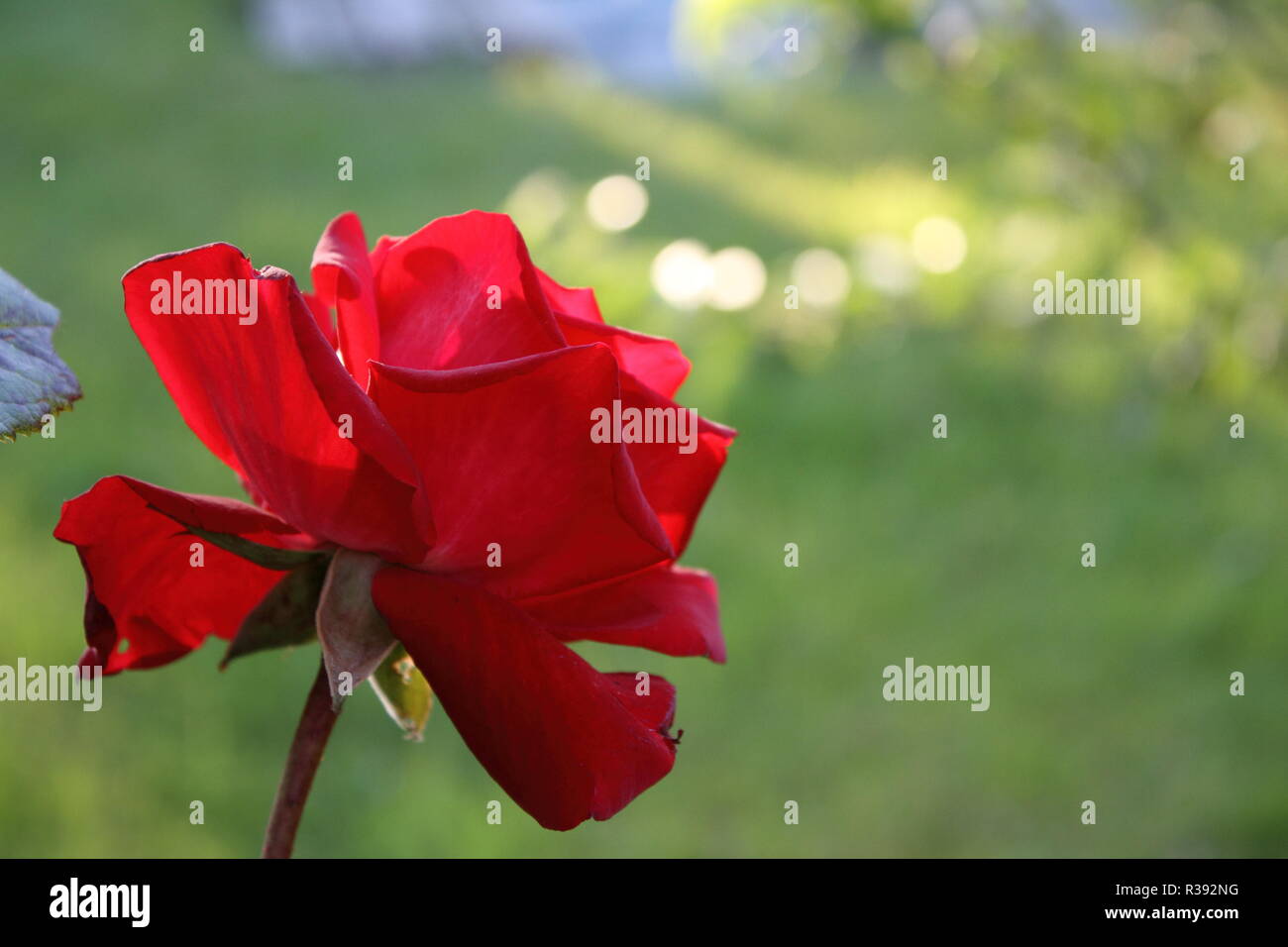 red shrub rose Stock Photo - Alamy