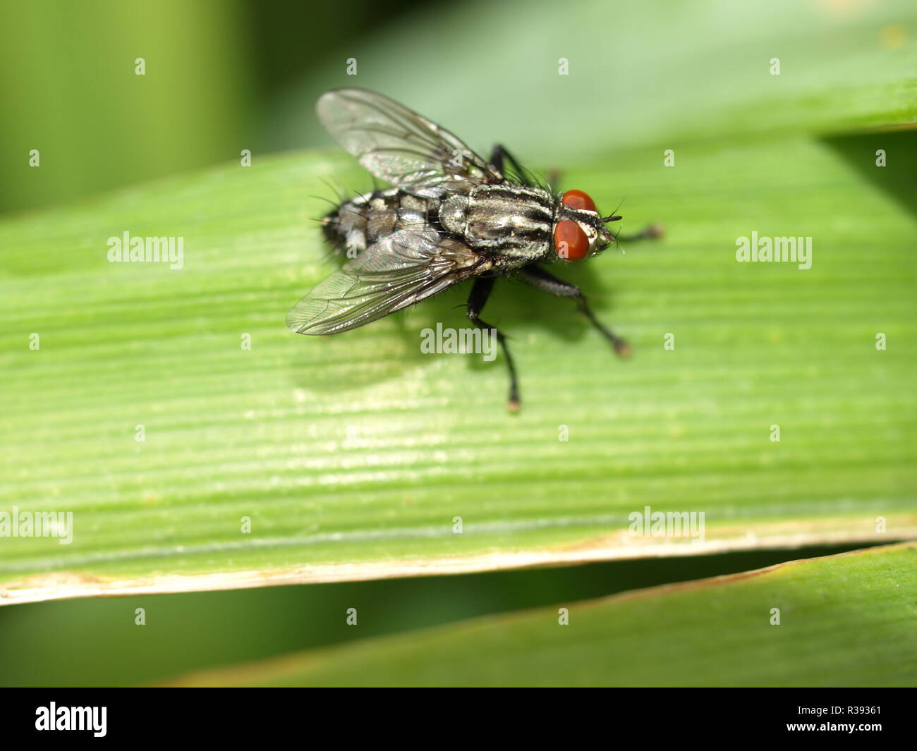 Meat with flies hi-res stock photography and images - Alamy