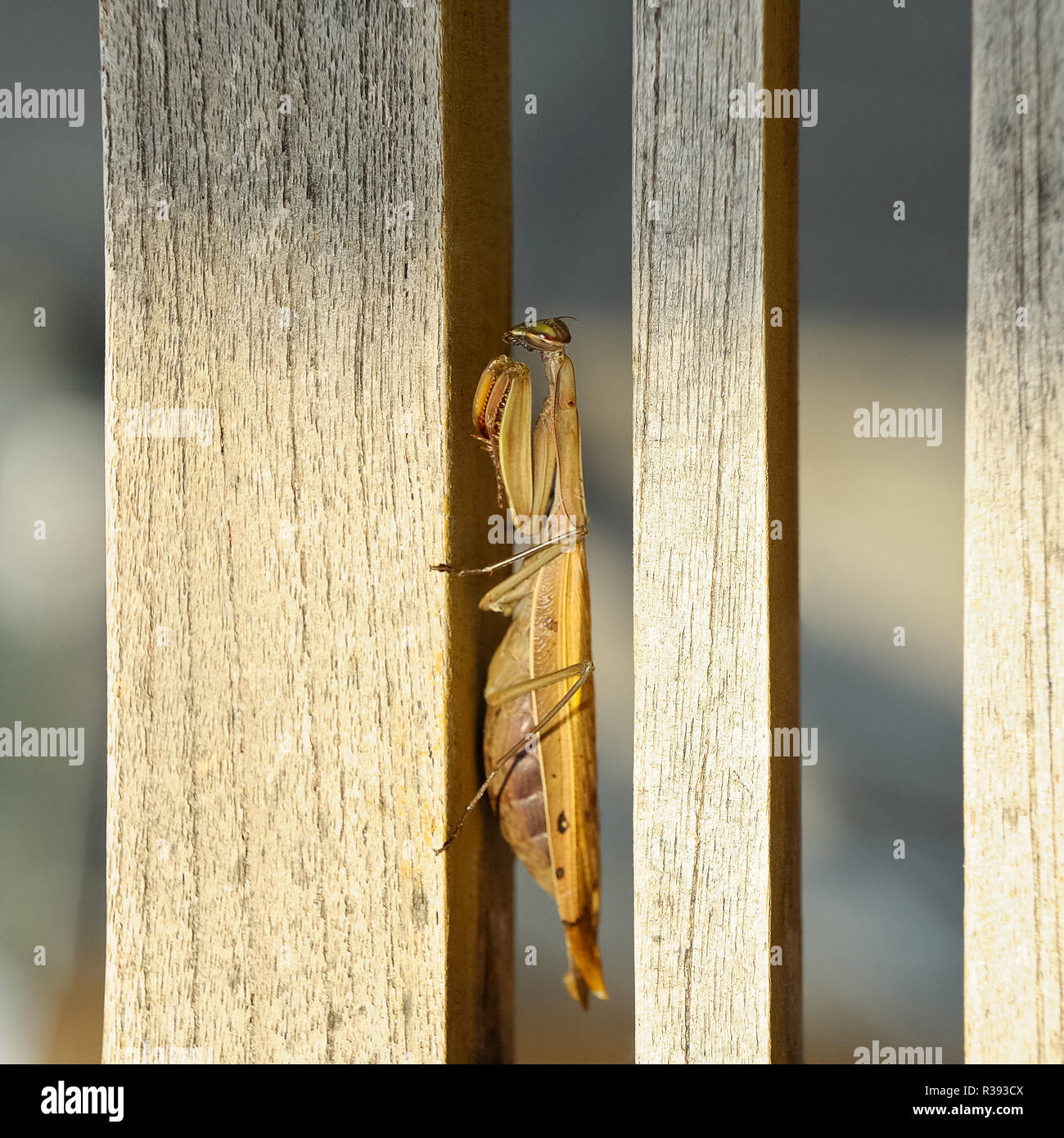 praying mantis on garden chair Stock Photo - Alamy