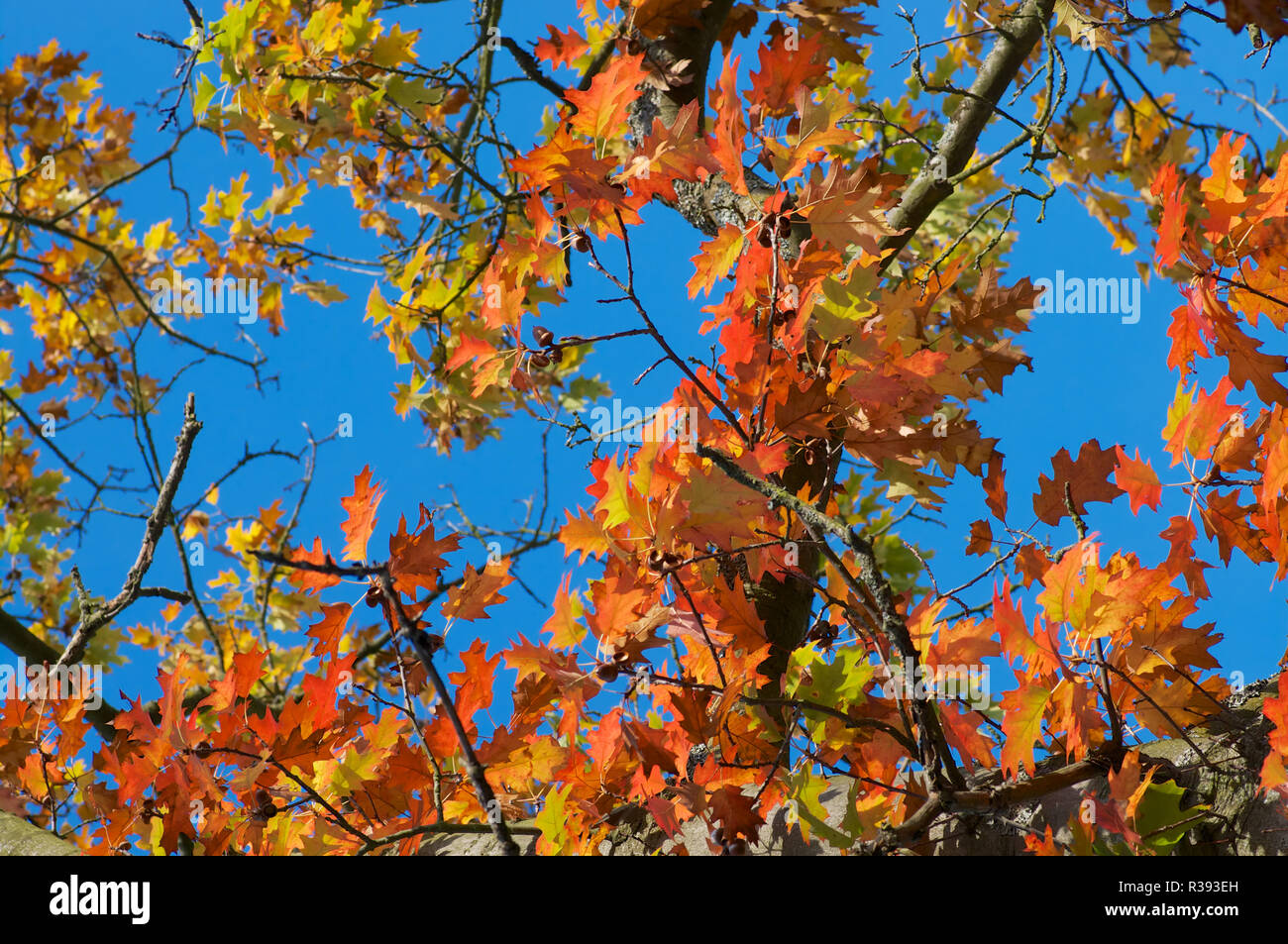 autumn leaves of red oak Stock Photo - Alamy