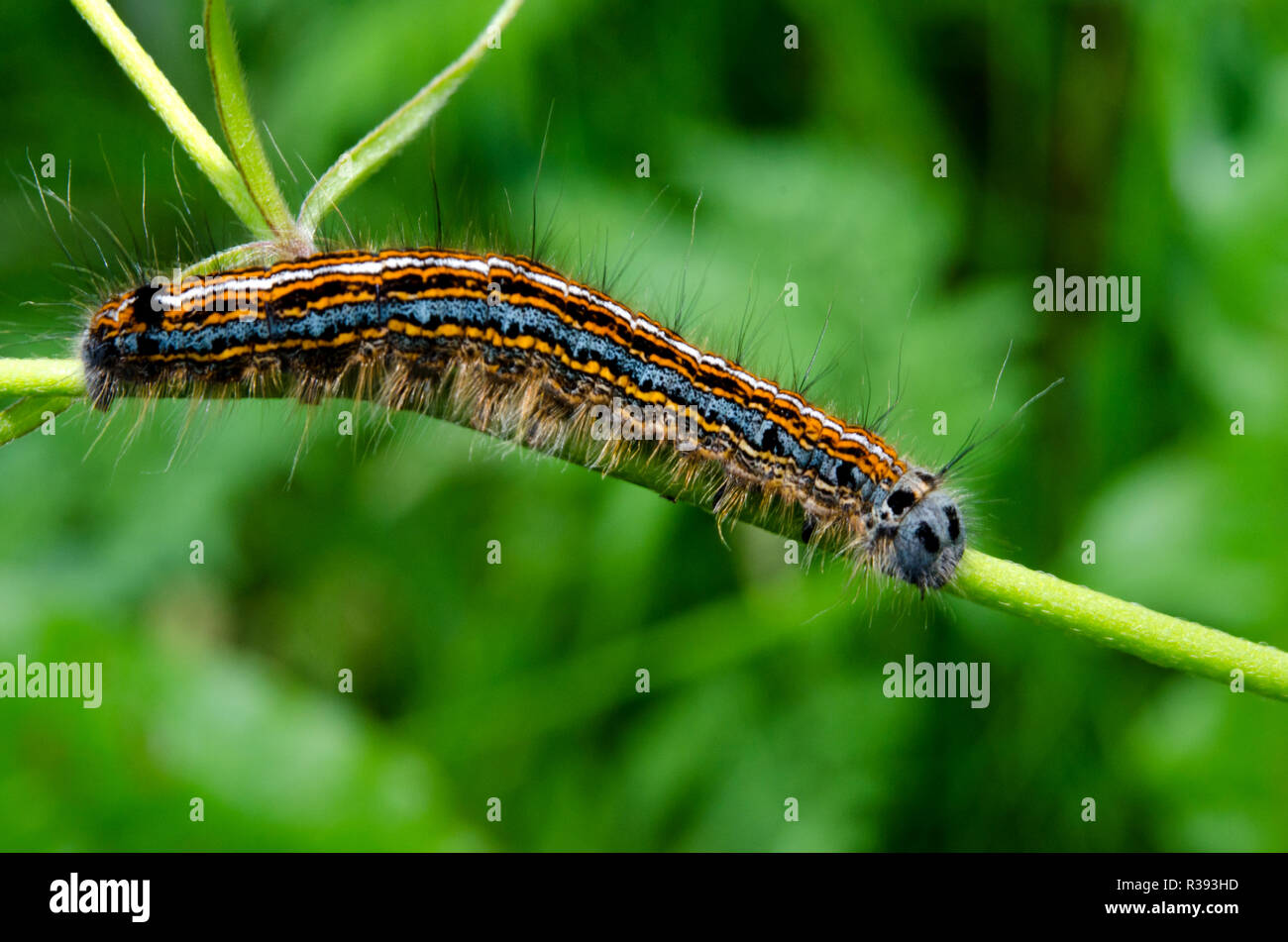 Bioindikator hi-res stock photography and images - Alamy