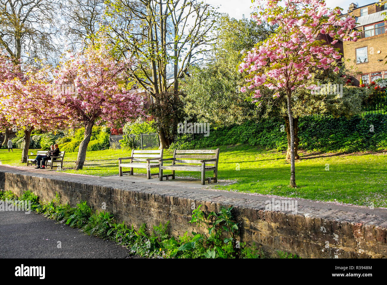 Park benches cherry blossom trees hi-res stock photography and images ...