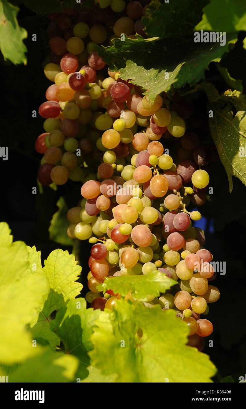 Traubenrebe hi-res stock photography and images - Alamy