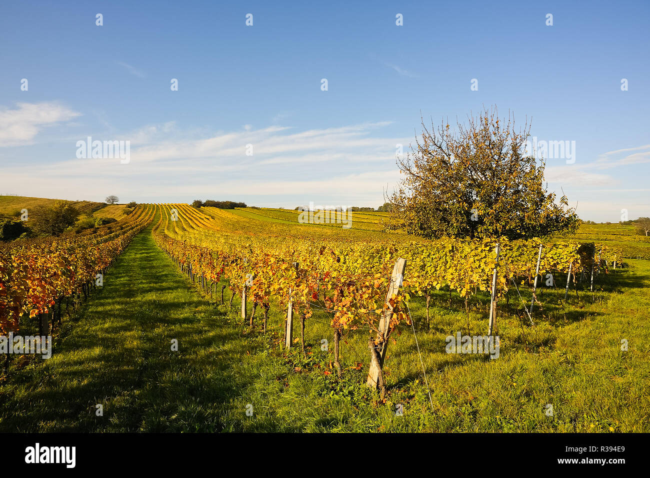 Weingartenbau hi-res stock photography and images - Alamy
