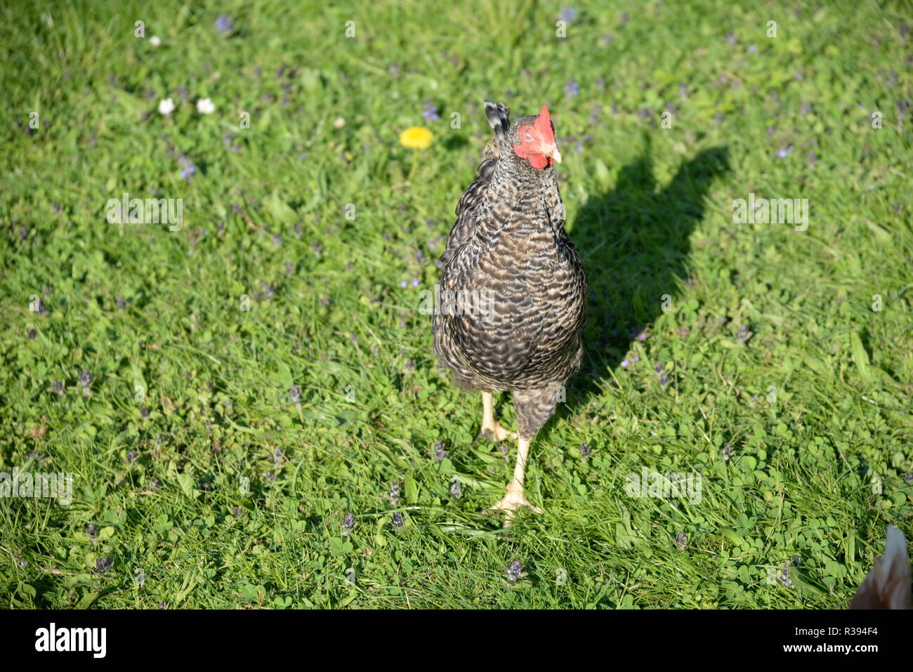 Chicken live hi-res stock photography and images - Alamy