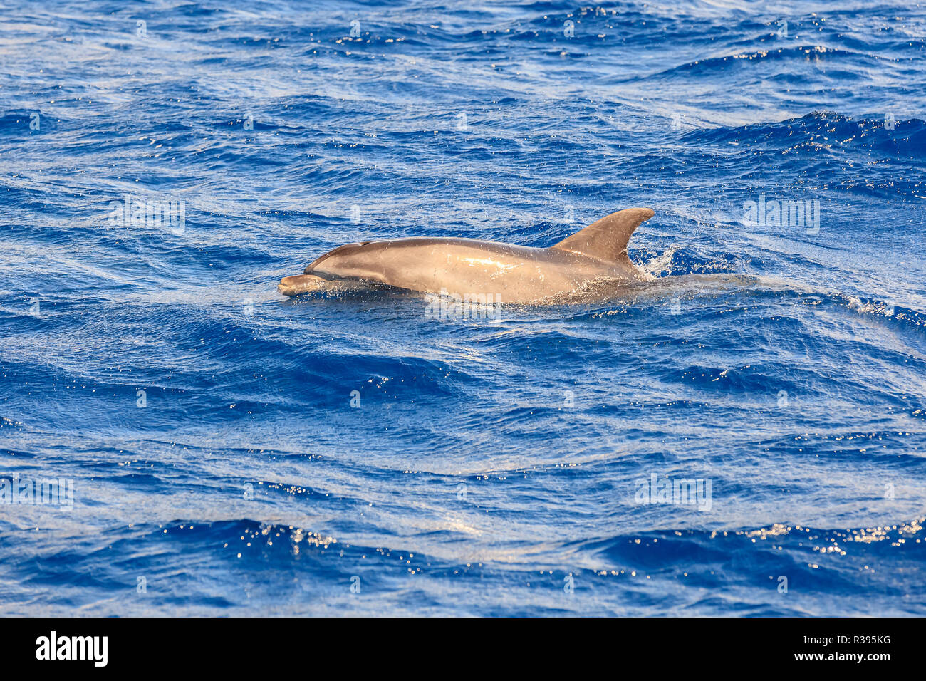Delphinidae teneriffa hi-res stock photography and images - Alamy