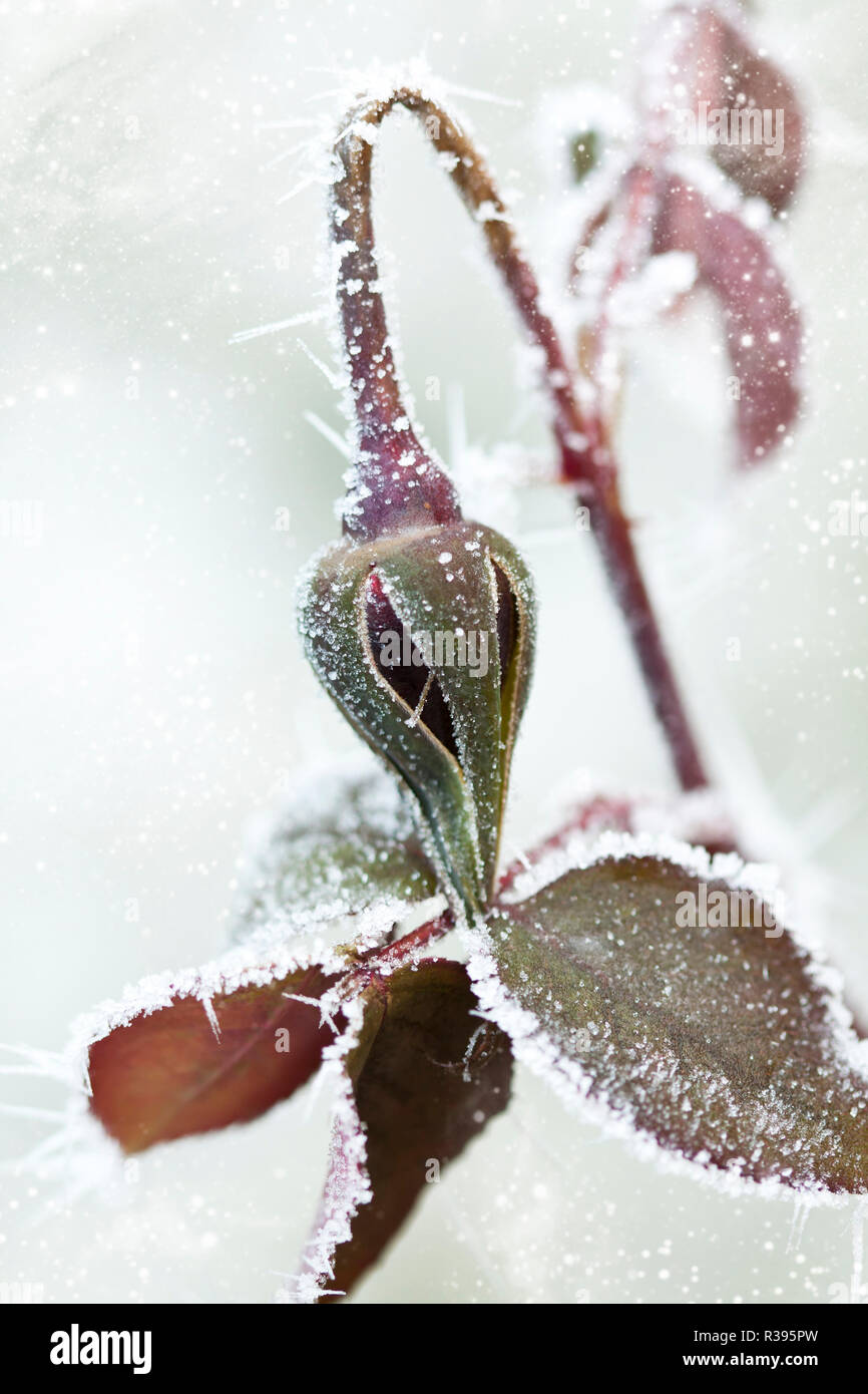 Frosted bud hi-res stock photography and images - Alamy