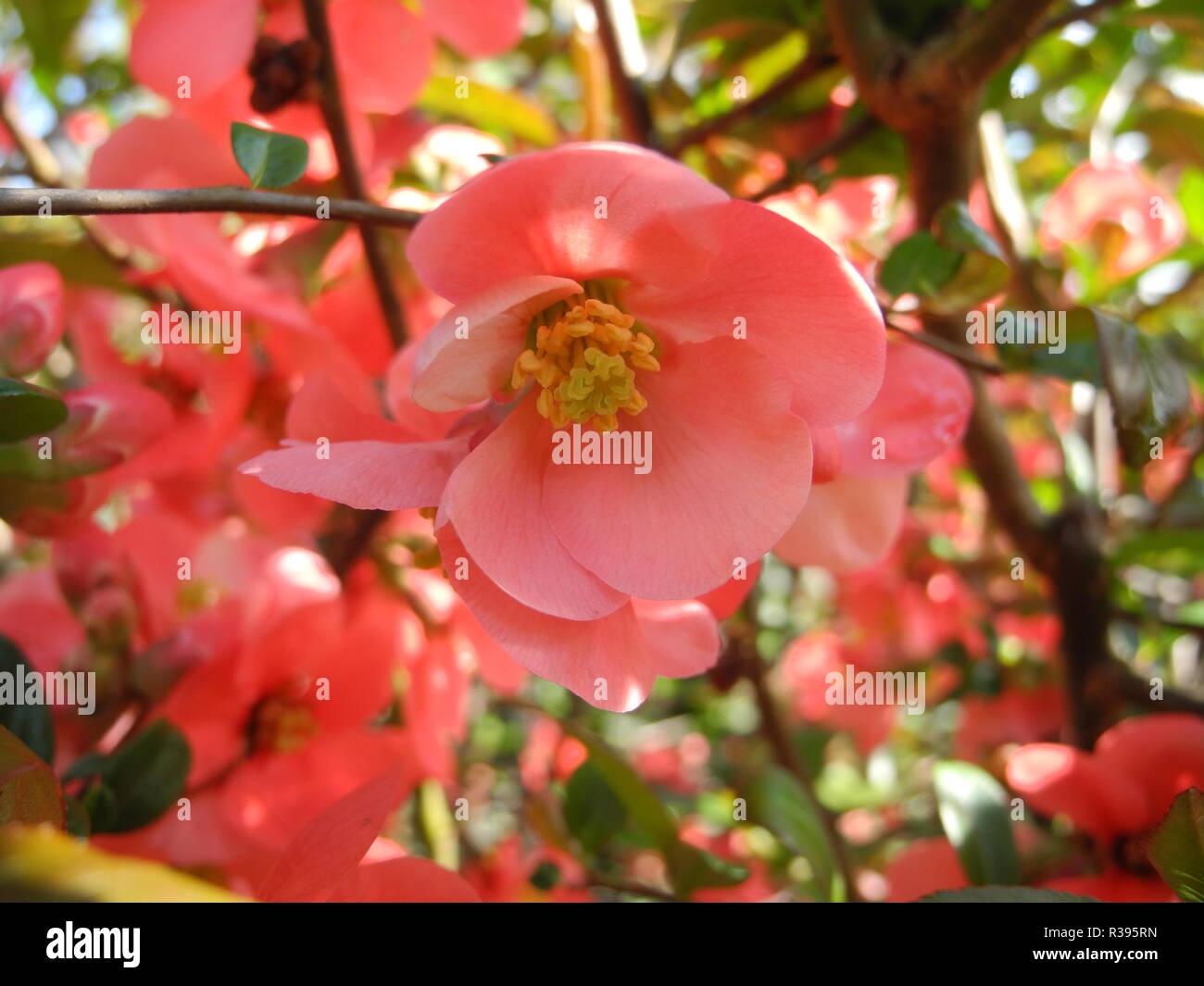 blossoms of flowering quince Stock Photo - Alamy