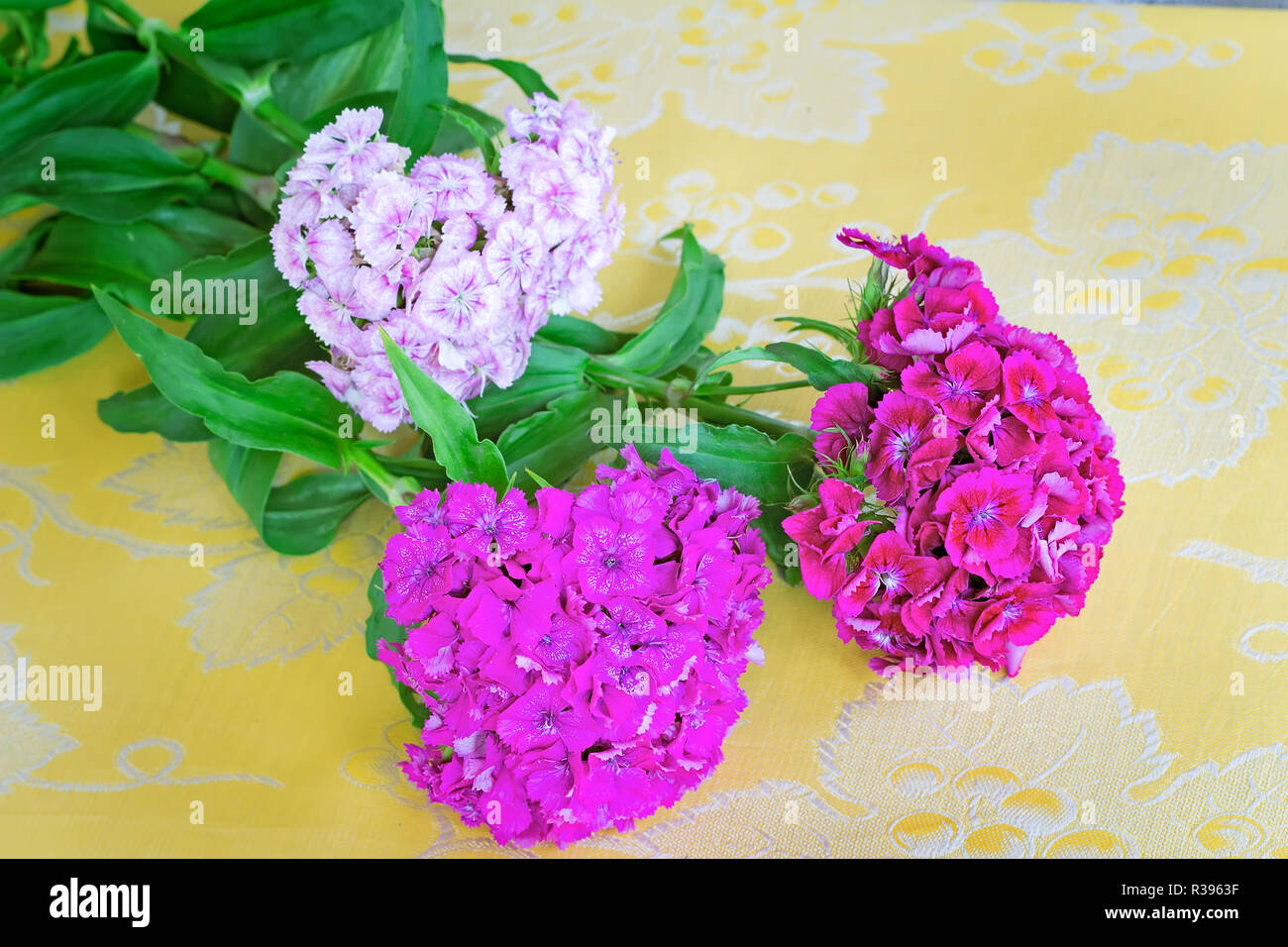 Magnificent carnation hi-res stock photography and images - Alamy