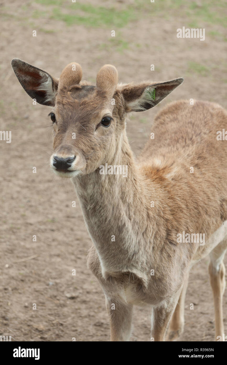 Buck ears hi-res stock photography and images - Alamy