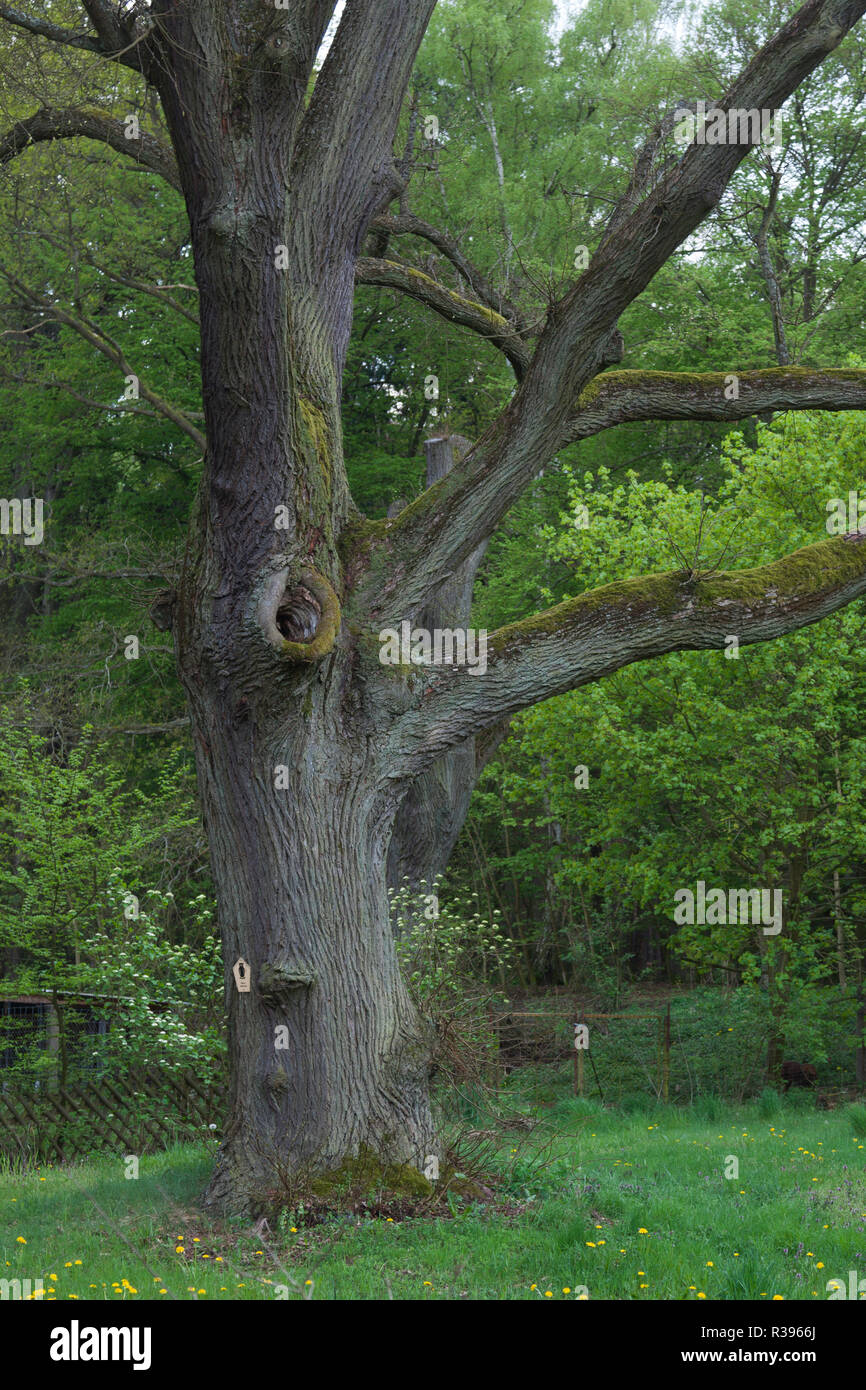 tree with eye Stock Photo - Alamy