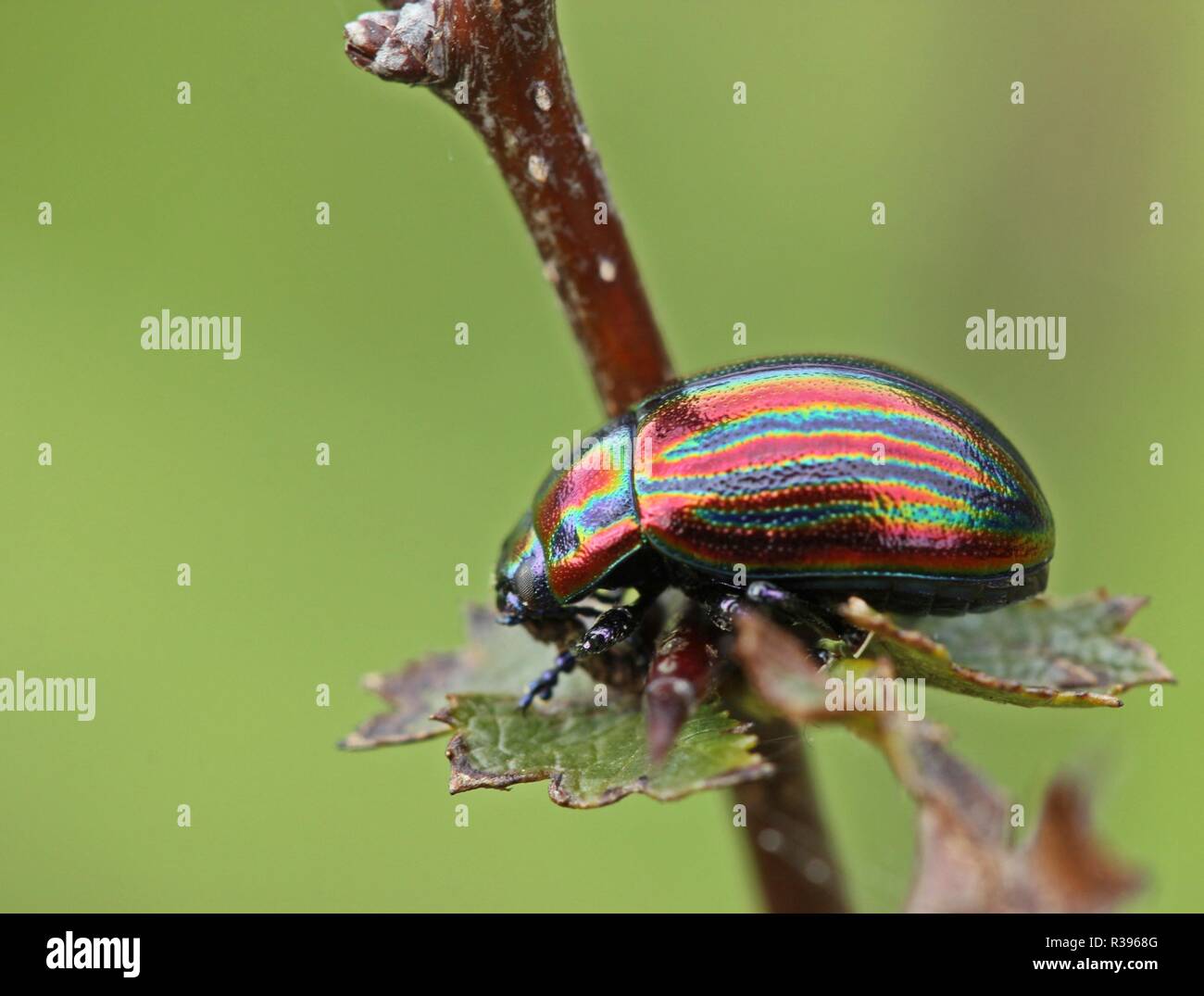 Rainbow Leaf Beetle
