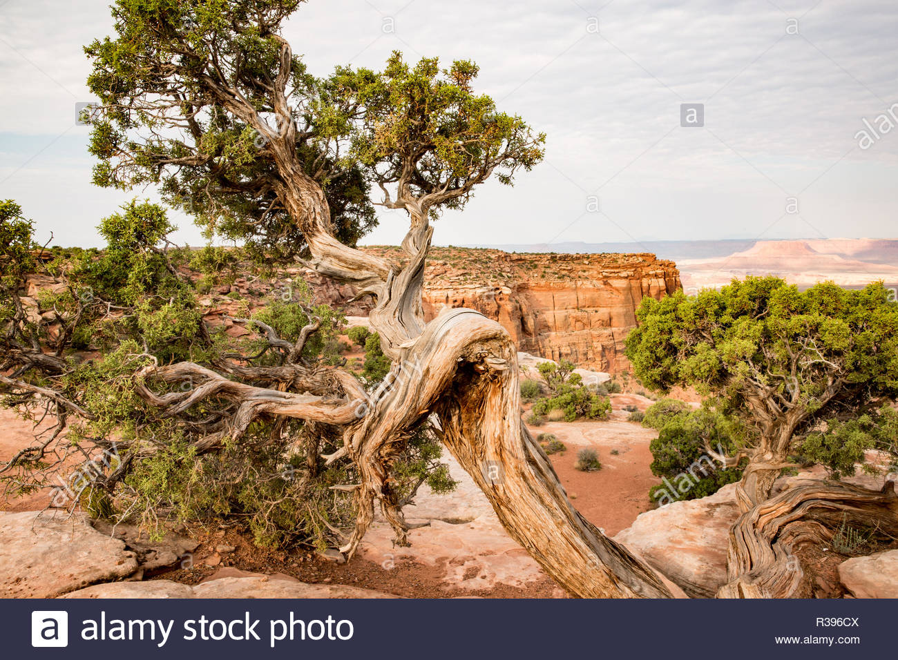 Twisted Juniper High Resolution Stock Photography and Images - Alamy