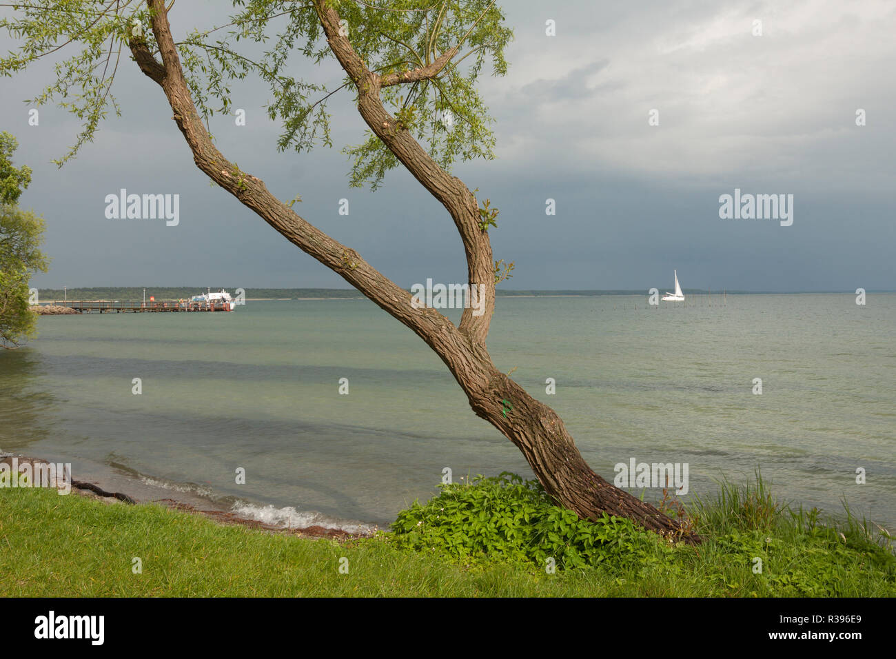 leaning tree fork Stock Photo - Alamy