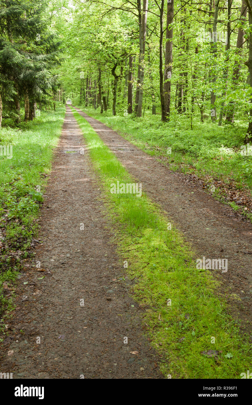forest path in the sun Stock Photo - Alamy