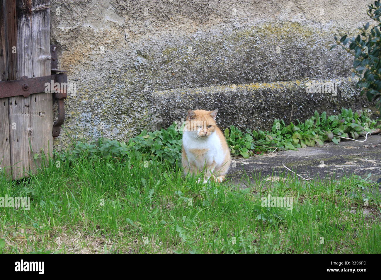 Rusty hairs hi-res stock photography and images - Alamy