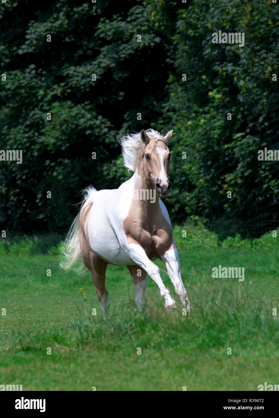 Palomino warmblood mare portrait hi-res stock photography and images ...