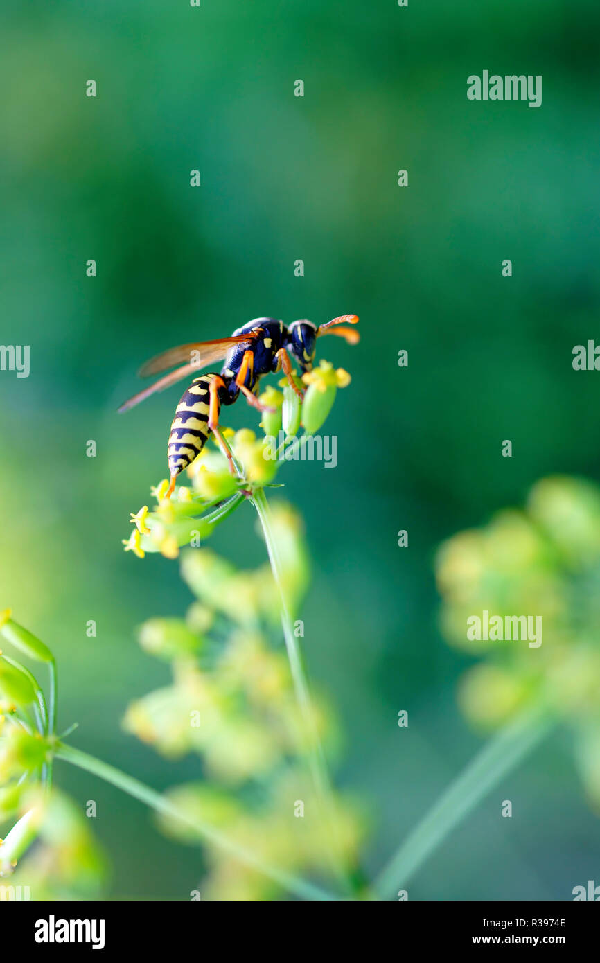 Colourful wasps hi-res stock photography and images - Alamy