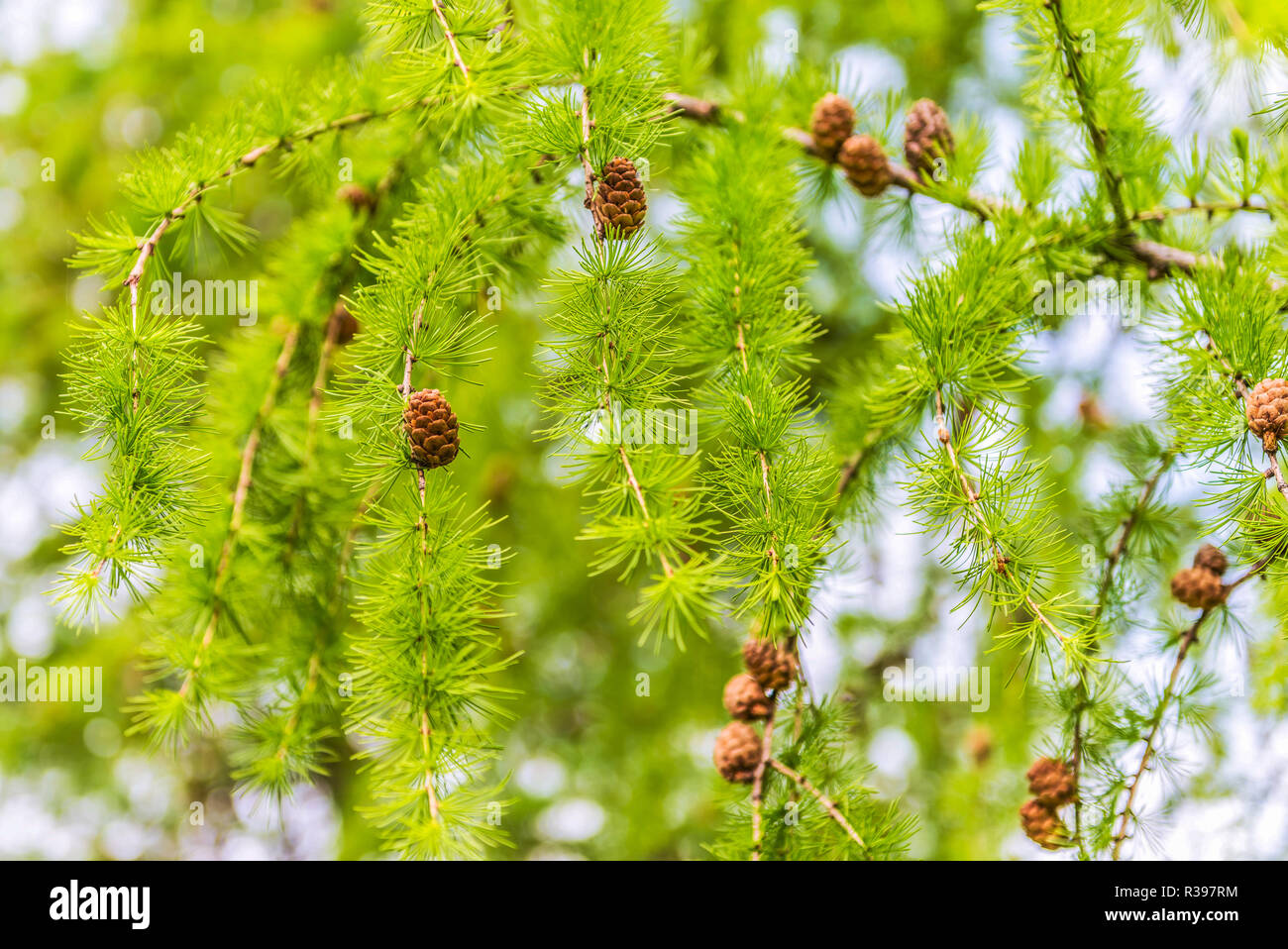 Close up of larch tree branches hi-res stock photography and images - Alamy