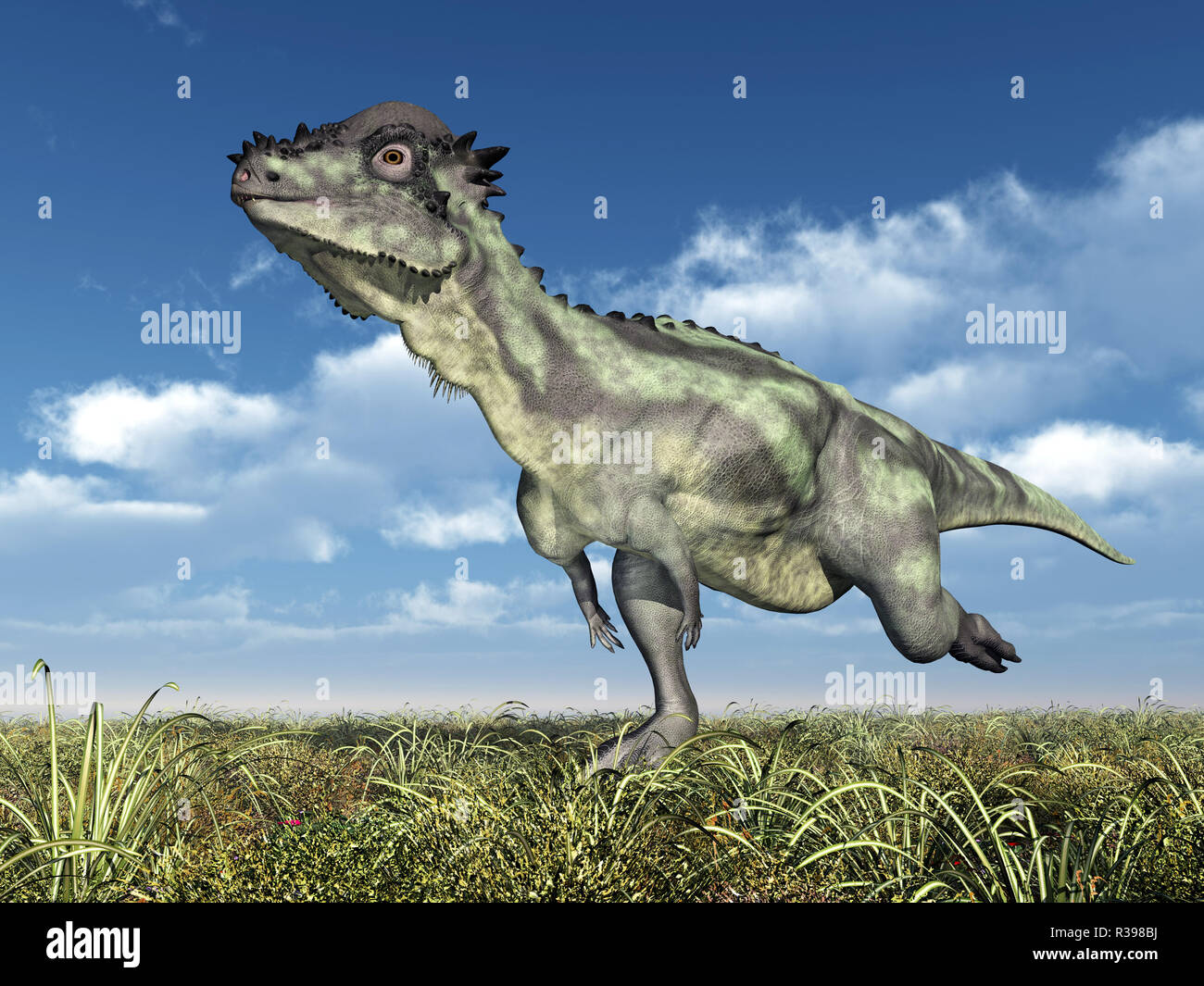 Pachycephalosaurus hi-res stock photography and images - Alamy