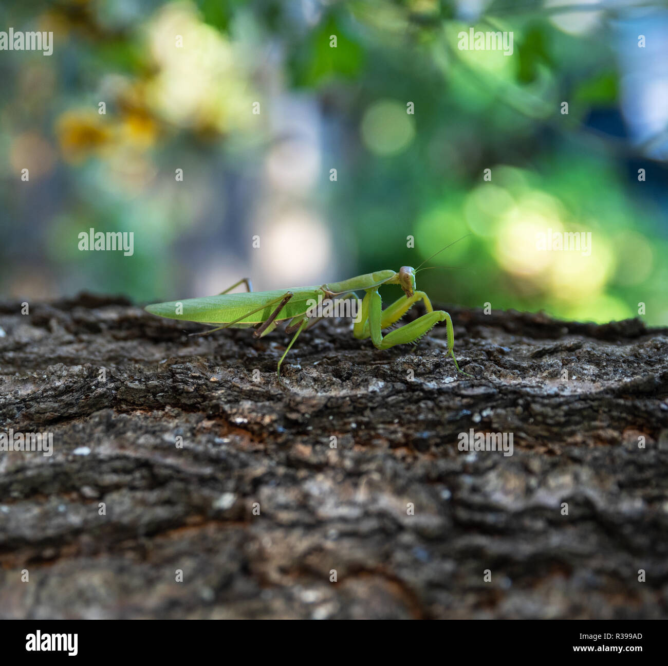 Mantis on tree hi-res stock photography and images - Alamy