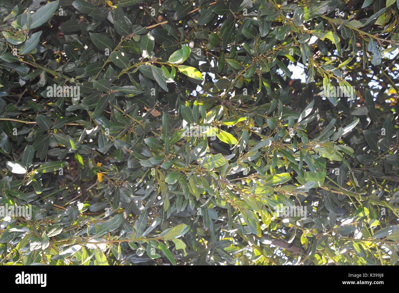 Gewa tree hi-res stock photography and images - Alamy