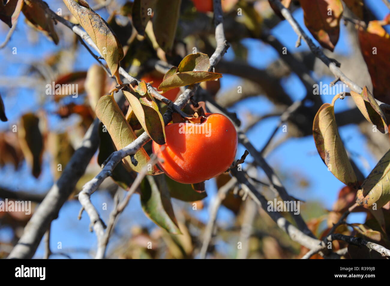 Kaki tree hi-res stock photography and images - Alamy
