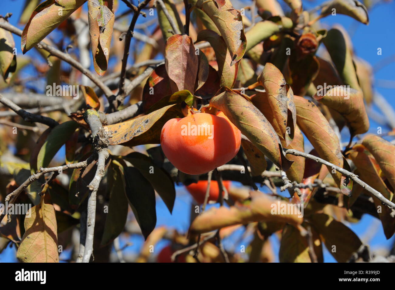 Persimone hi-res stock photography and images - Alamy