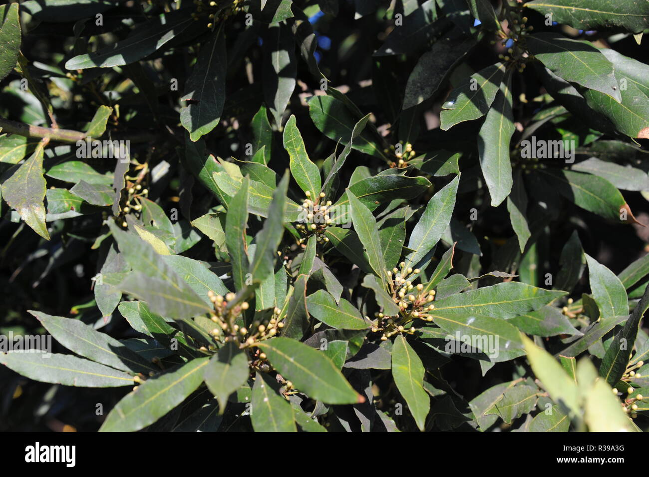 Gewa tree hi-res stock photography and images - Alamy