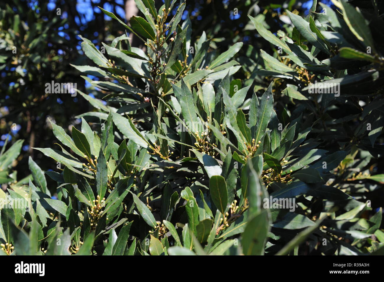 Gewa tree hi-res stock photography and images - Alamy