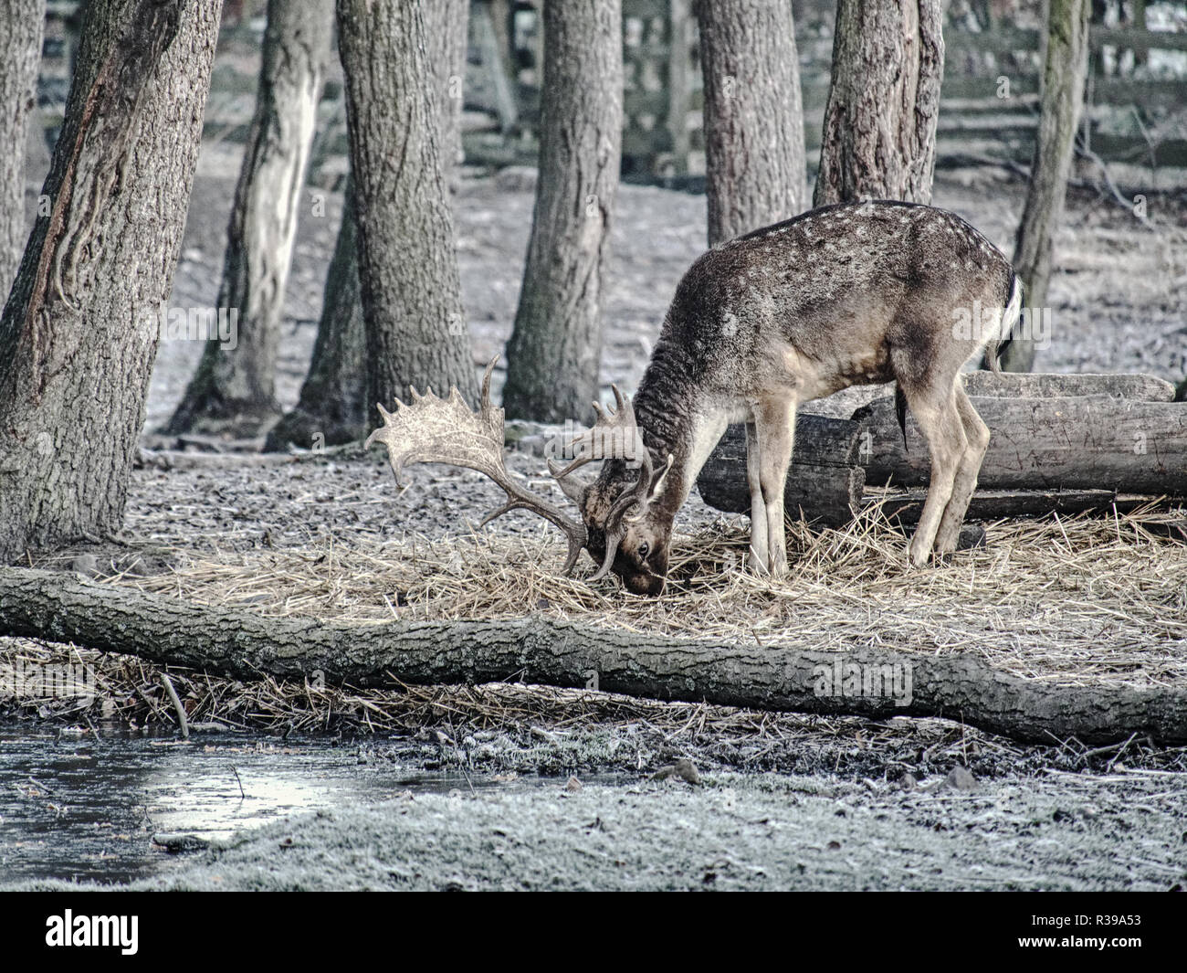 Fallow deer spotted in enclosure searches the falling autumn leaves and ...