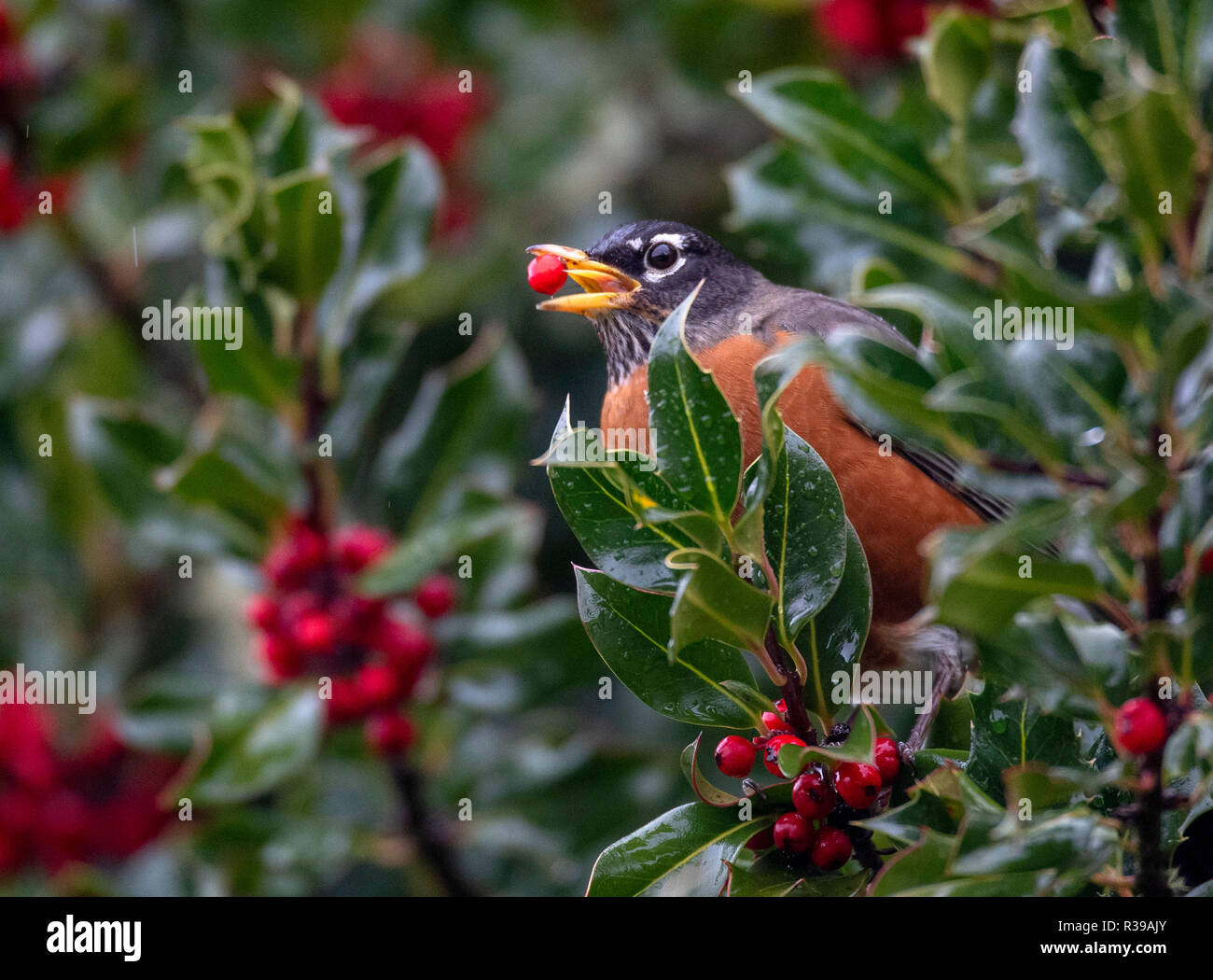 Elkton, OREGON, USA. 21st Nov, 2018. An American robin feeds on holly ...