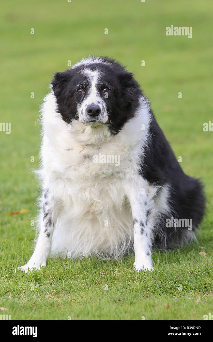Plymouth, Devon, UK. 22nd Nov 2018. An animal shelter which rescued ...
