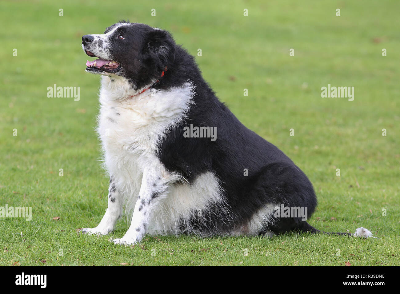 Bopper the whopper hi-res stock photography and images - Alamy