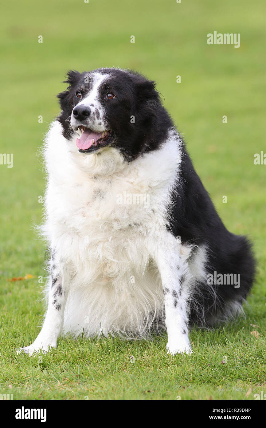 Whopper dog hi-res stock photography and images - Alamy